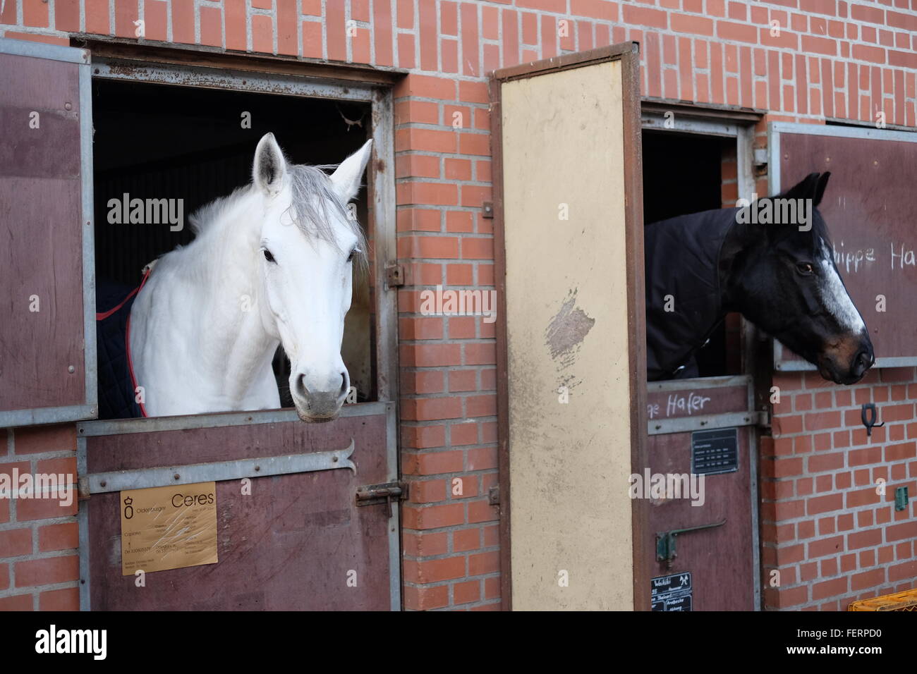 Animals in stable hi-res stock photography and images - Alamy
