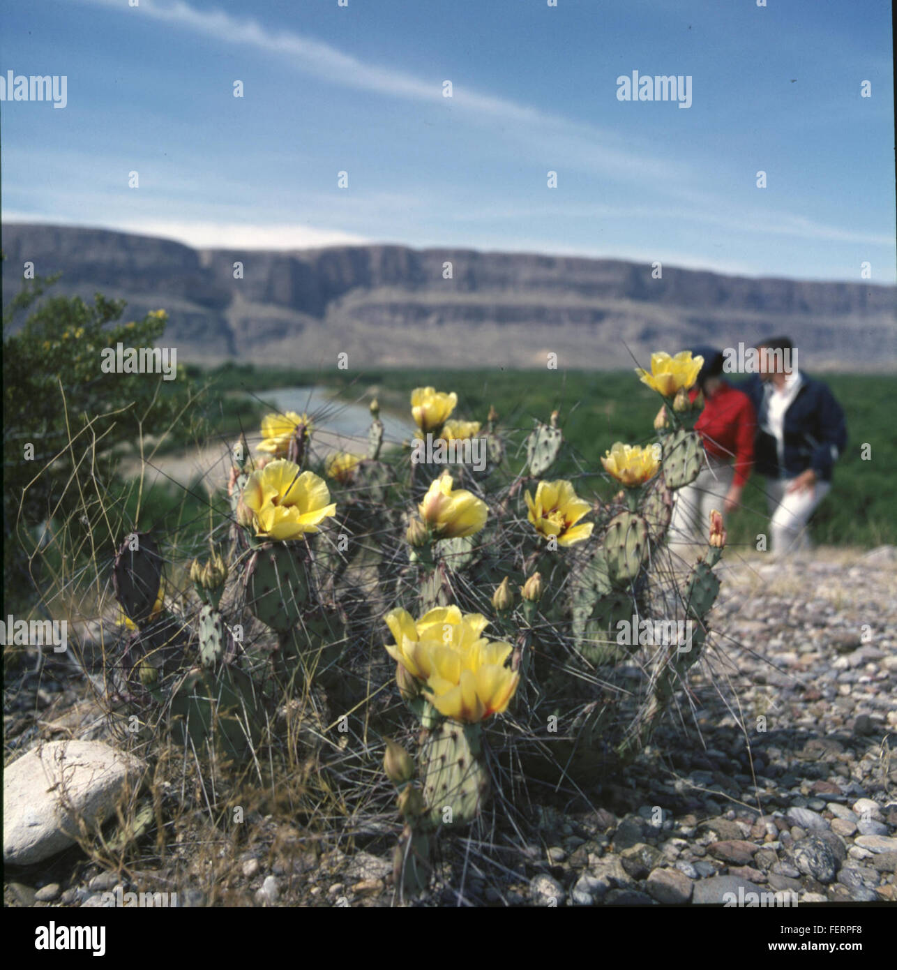 A close-up image of a cactus, focusing on its spiny, thick texture and ...