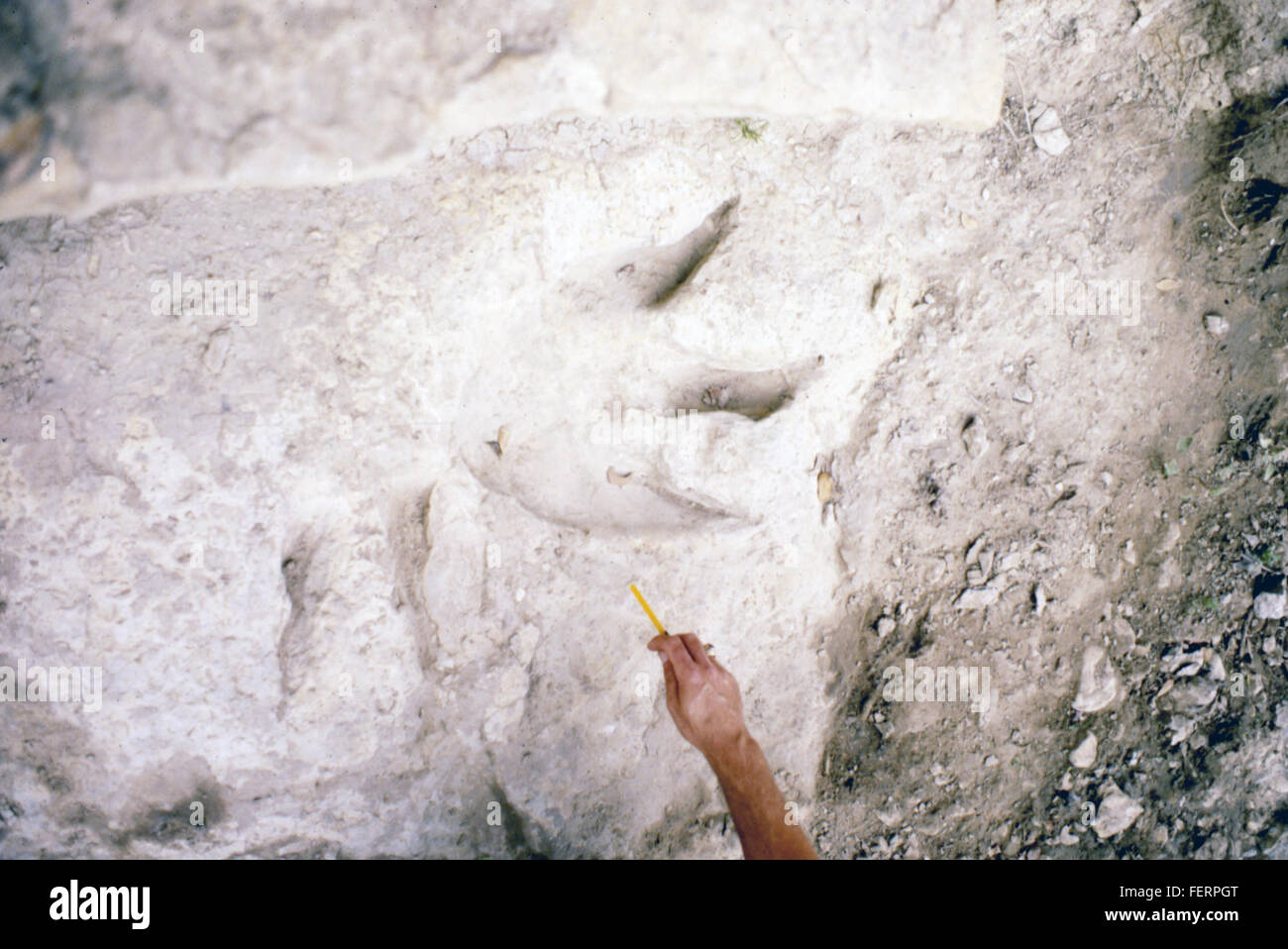 Prehistoric trackways fossils hi-res stock photography and images - Alamy