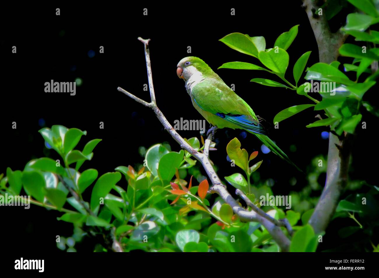 Parrot Perching On Tree Stock Photo - Alamy