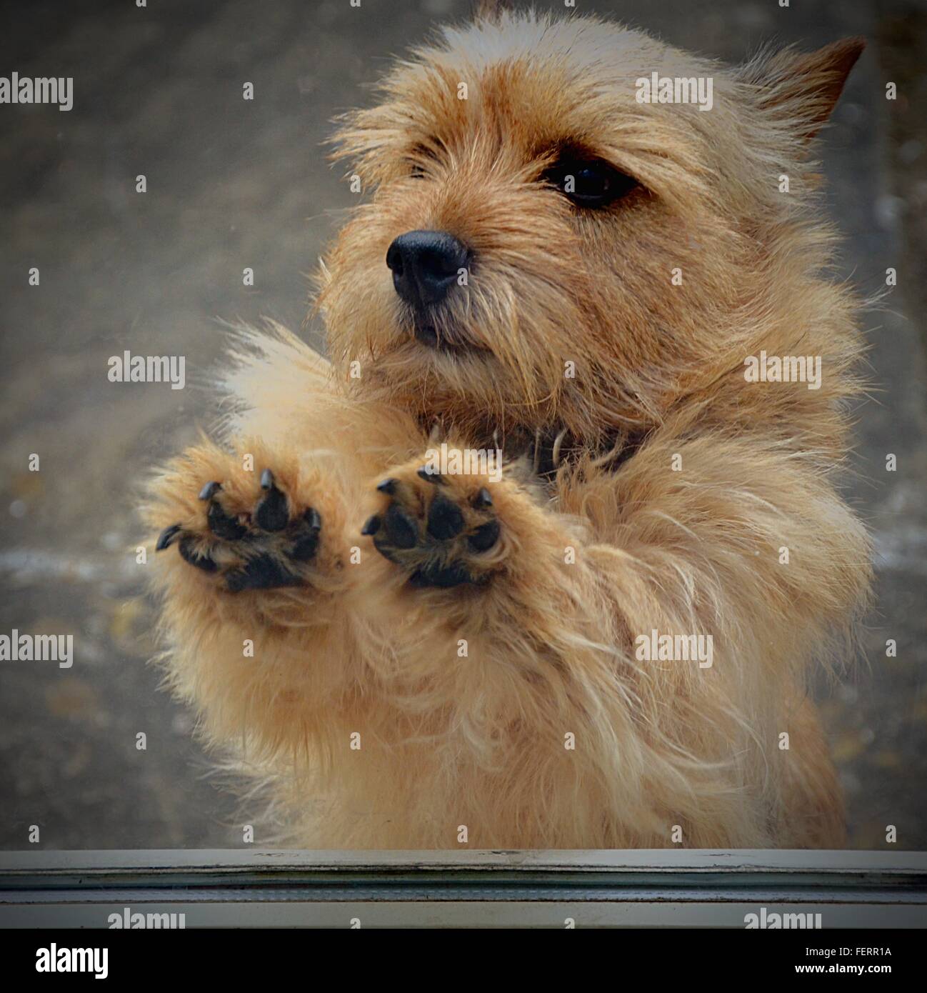 Rearing up hi-res stock photography and images - Alamy