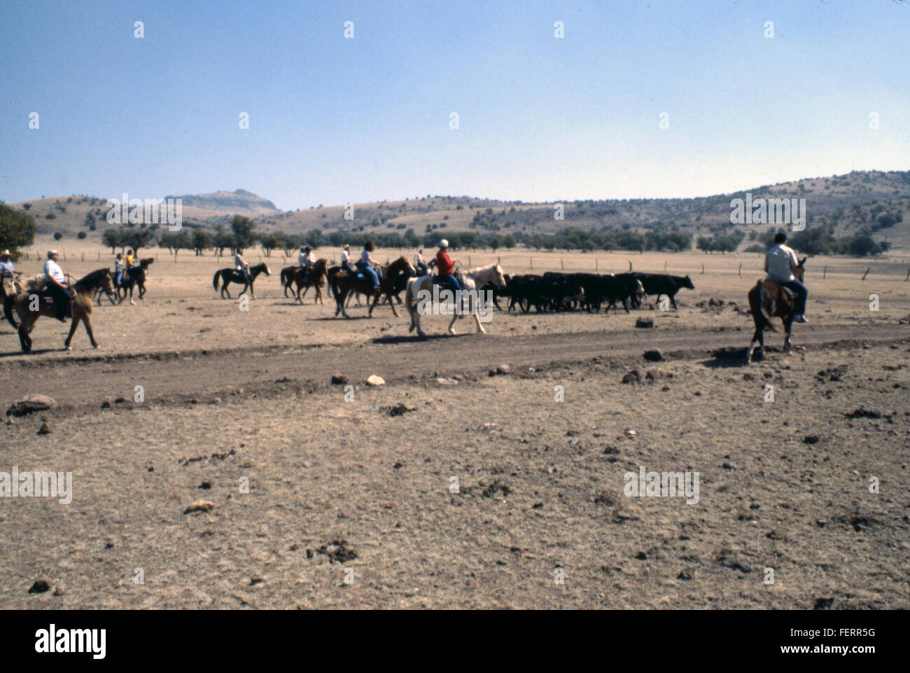 A depiction of cattle, focusing on their presence in agriculture and ...