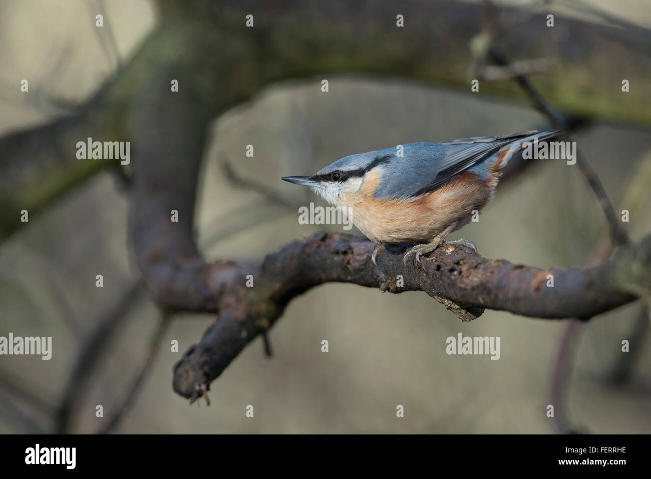 Sitta europaea bird hi-res stock photography and images - Alamy