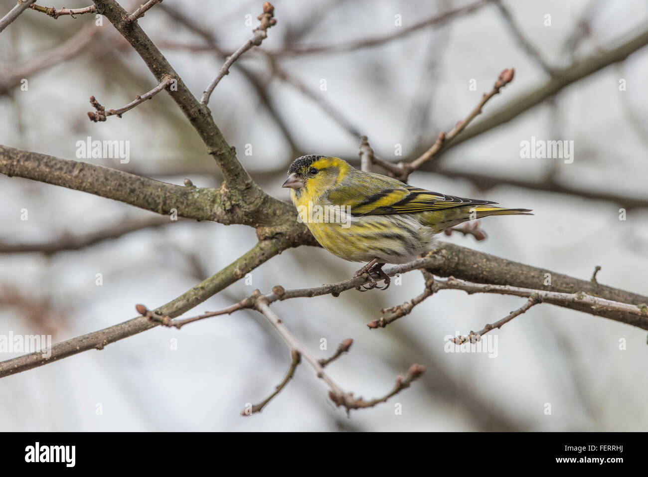 Siskin (Spinus spinus Stock Photo - Alamy