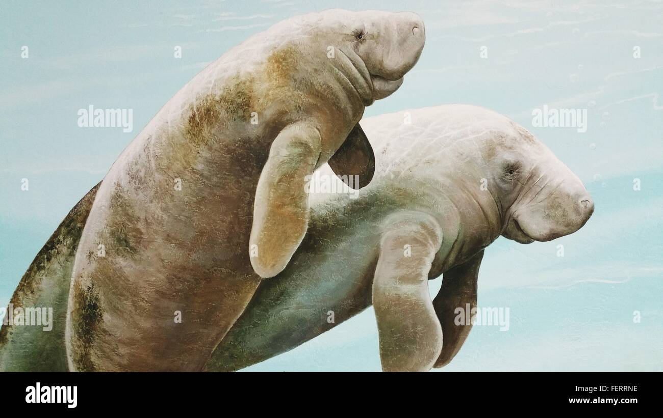 The manatees hi-res stock photography and images - Alamy