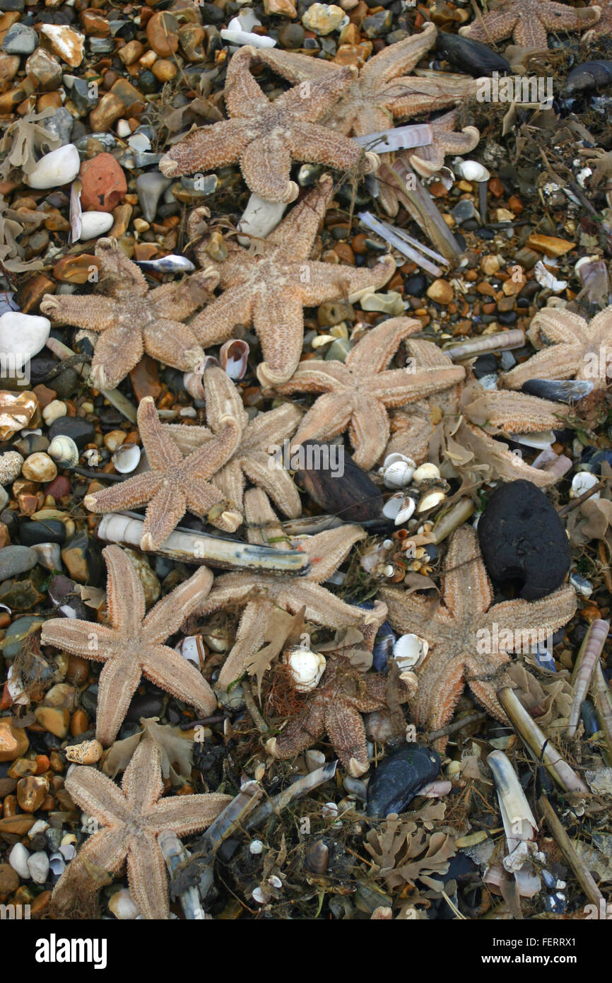 Dead seashells hi-res stock photography and images - Alamy