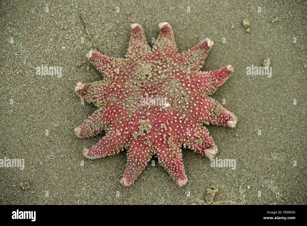 Dead common sunstar starfish, Crossaster papposus, washed up on a sandy ...