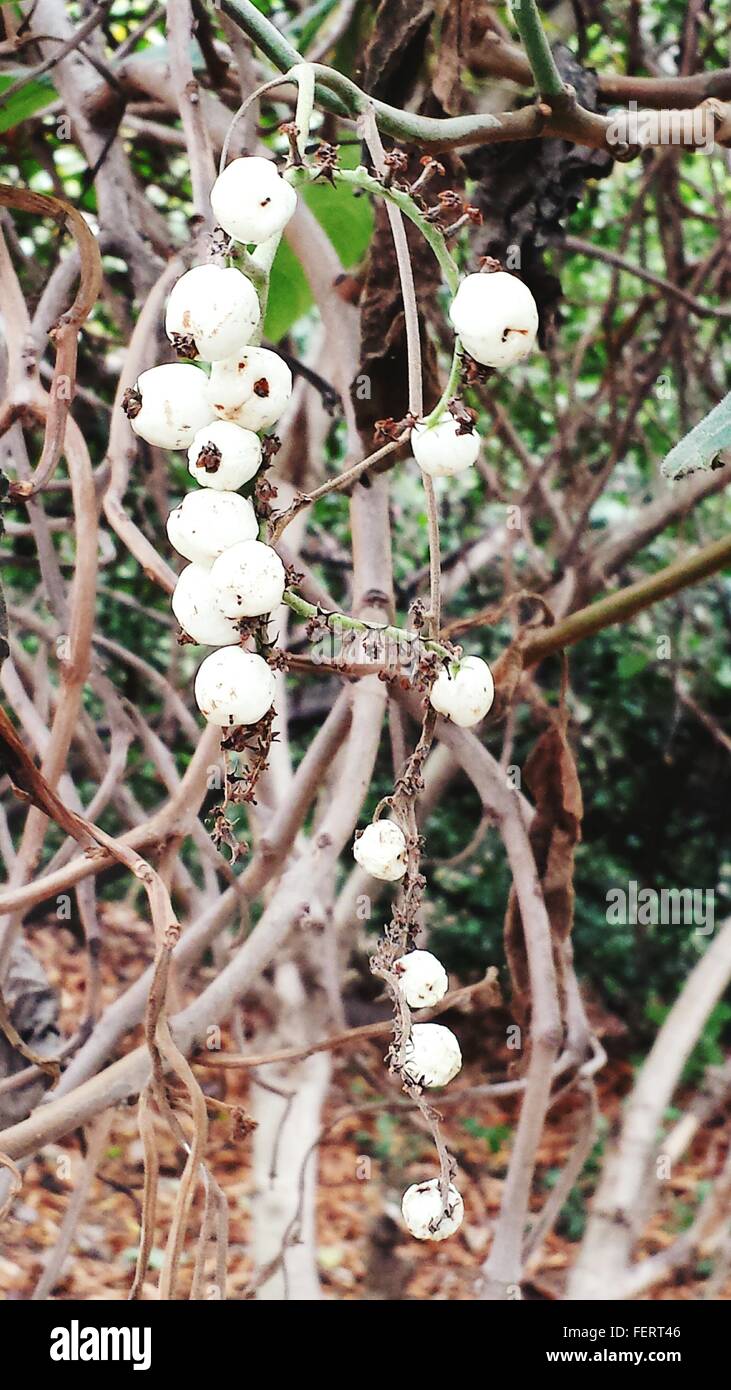 Close-Up Of Fruits Growing On Branch Stock Photo - Alamy