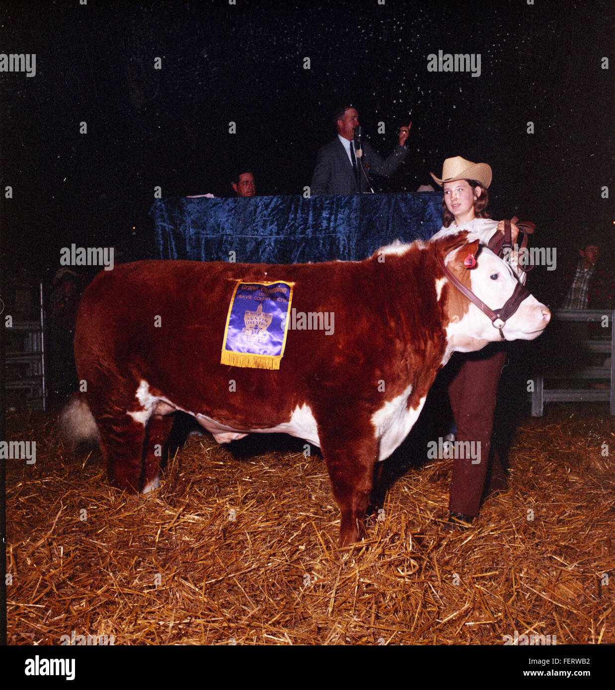 Austin livestock show cattle hi-res stock photography and images - Alamy