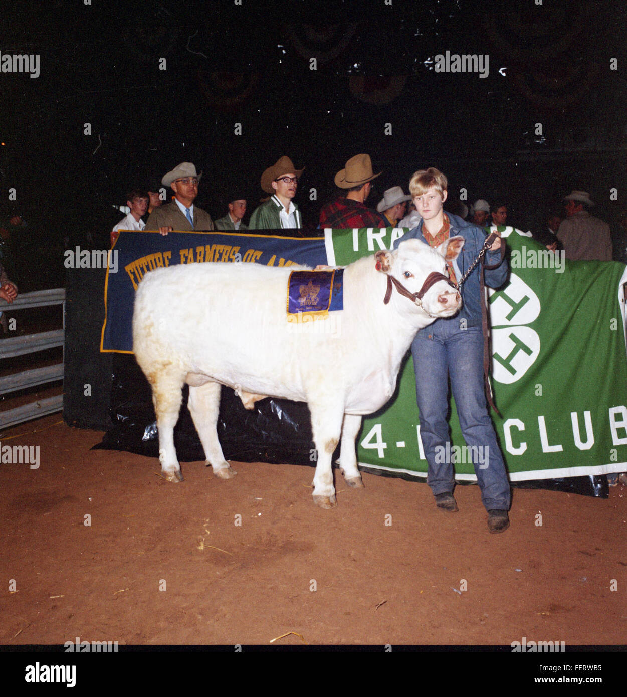 The Austin Livestock Show features the winning cattle of the ...