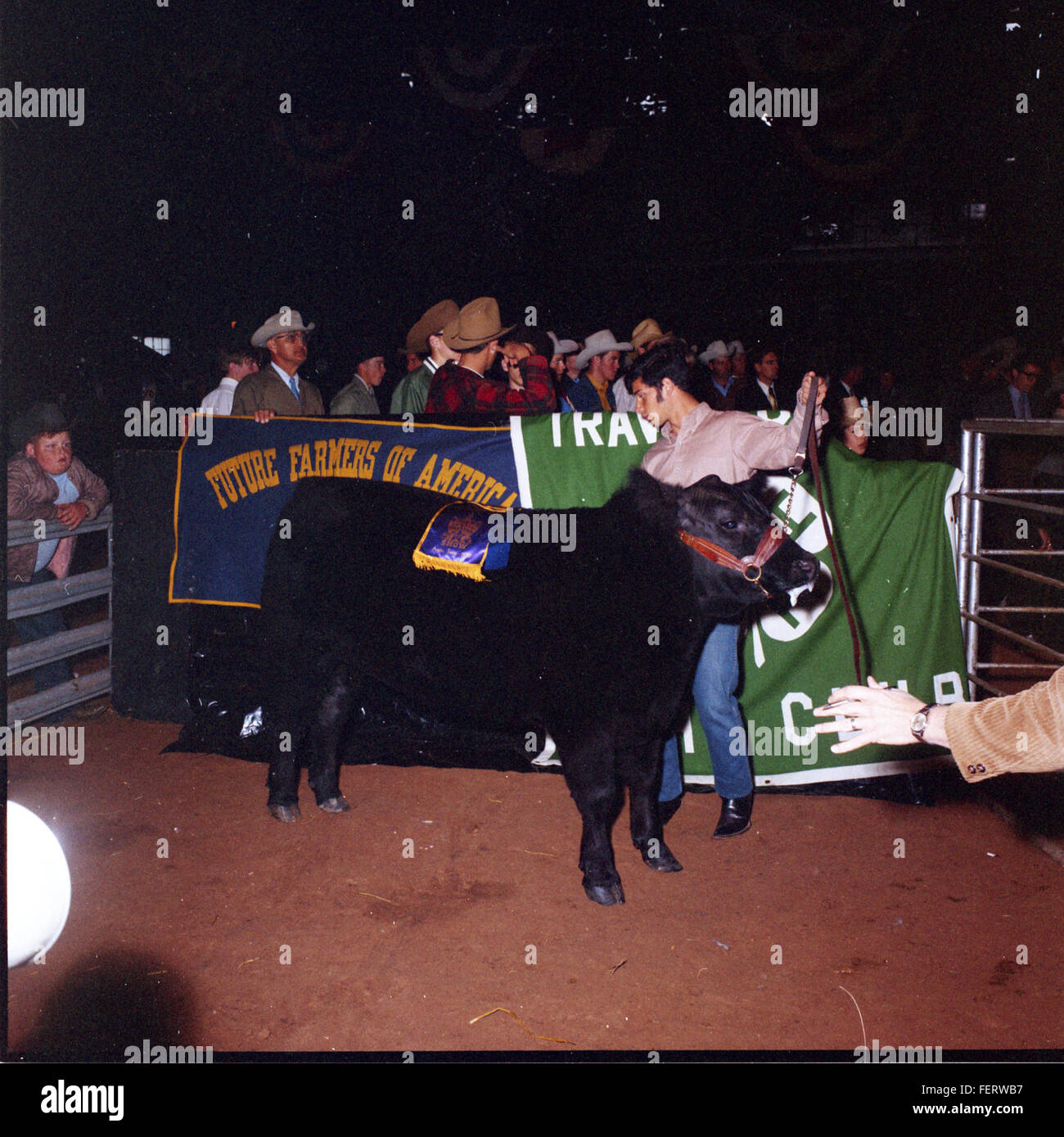 The Austin Livestock Show features top-winning cattle, showcasing ...