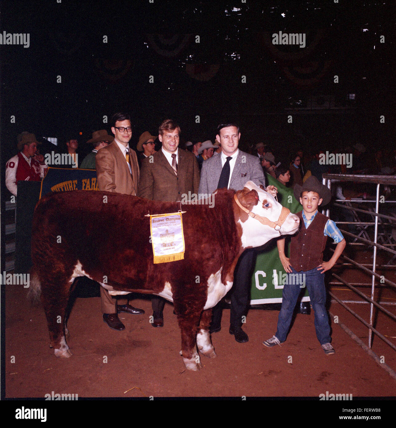 Austin Livestock Show - Winners cattle, Livestock Stock Photo - Alamy