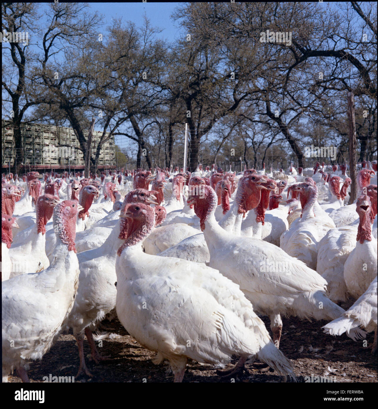 A photograph showing turkeys kept in pens, possibly on a farm ...