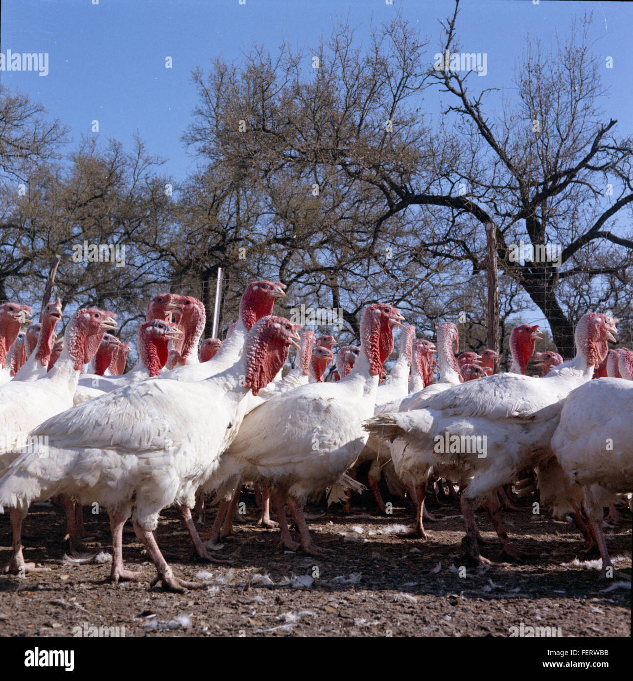 A photograph or image of turkeys in pens, likely taken on a farm or ...