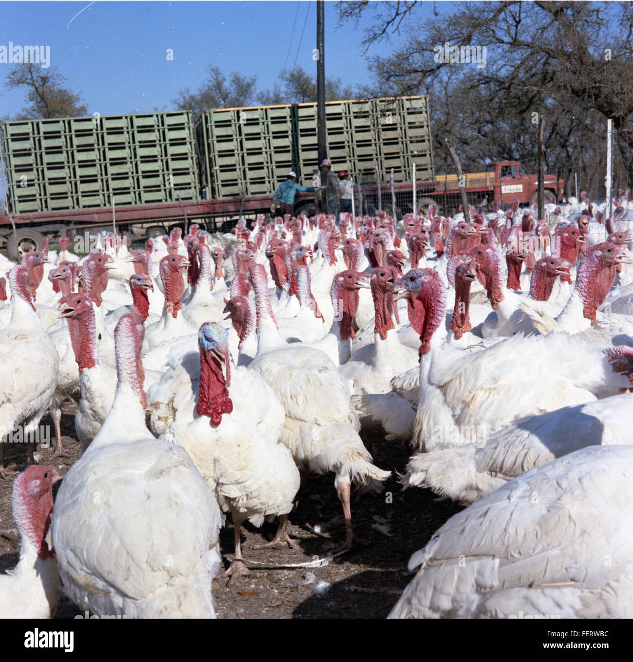 This image shows turkeys in pens, highlighting farm practices for ...