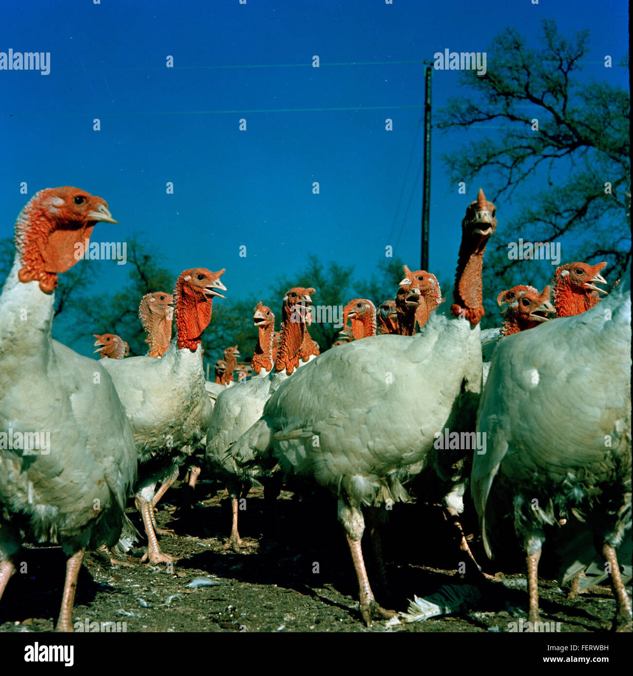 This image shows turkeys kept in pens, a common practice in poultry ...