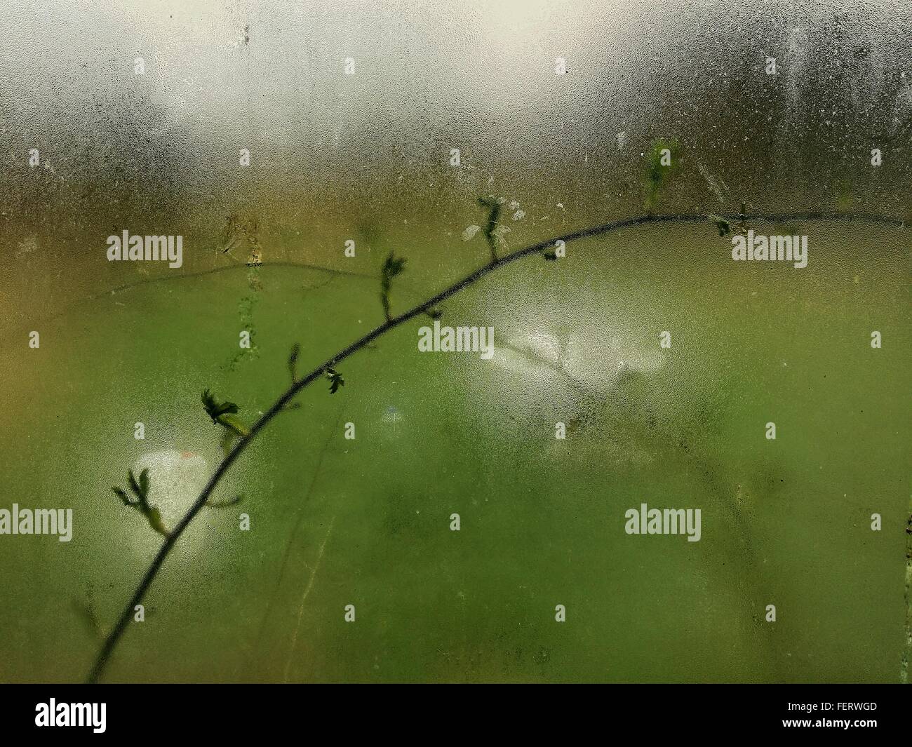 Plant Seen Through Condensed Glass Window Stock Photo - Alamy