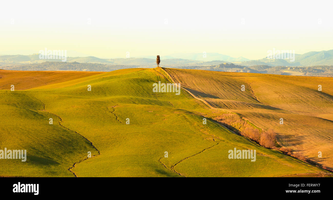 Cypress tree, rolling hills and green field, rural landscape in Crete ...