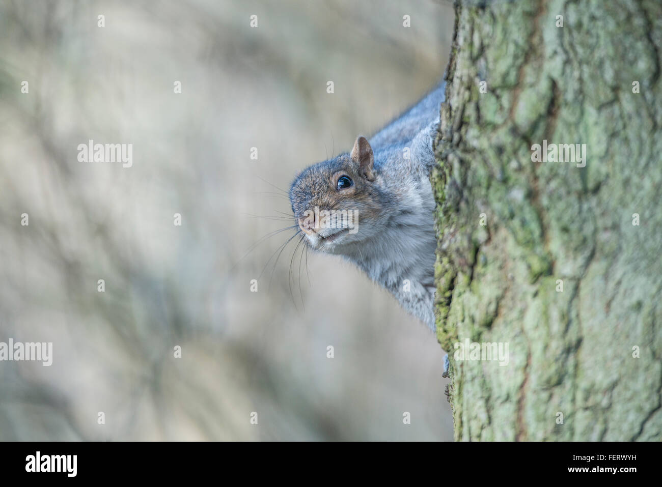 Sciurus carolinensis sciuridae hi-res stock photography and images - Alamy