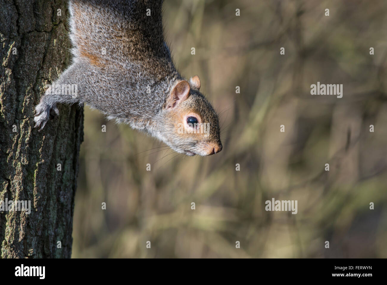 Non native british squirrel hi-res stock photography and images - Alamy