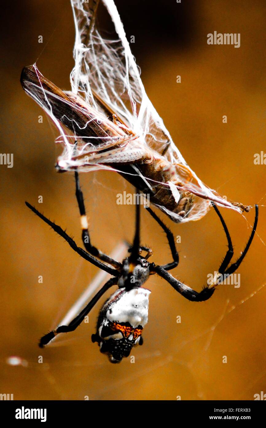 Spider and insect hi-res stock photography and images - Alamy