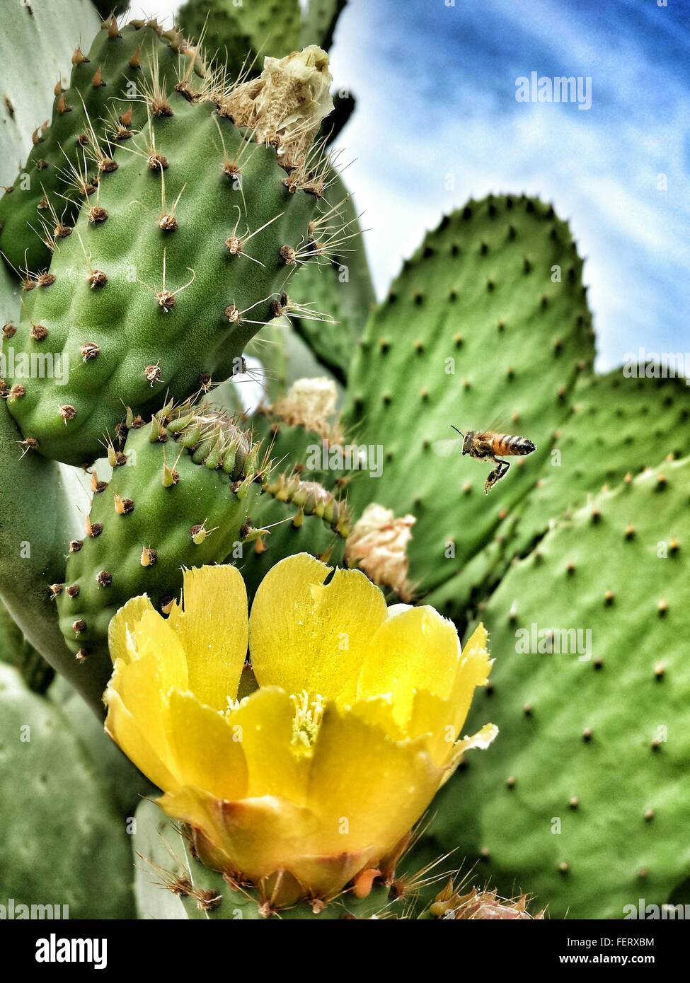Insect in cactus hi-res stock photography and images - Alamy