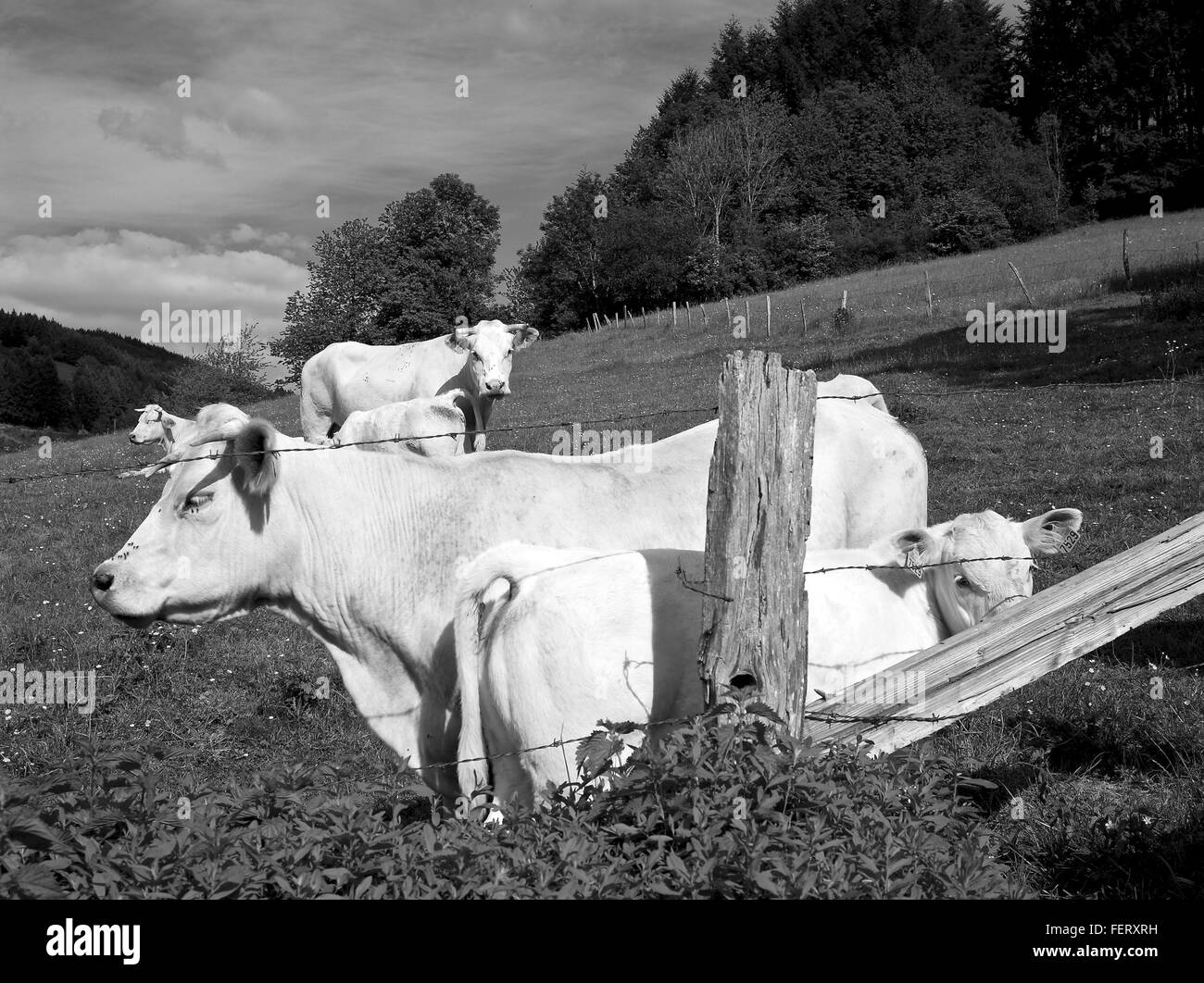 Cows family hi-res stock photography and images - Alamy