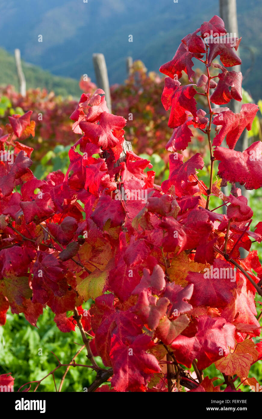 Red vine autumn leaves Stock Photo - Alamy