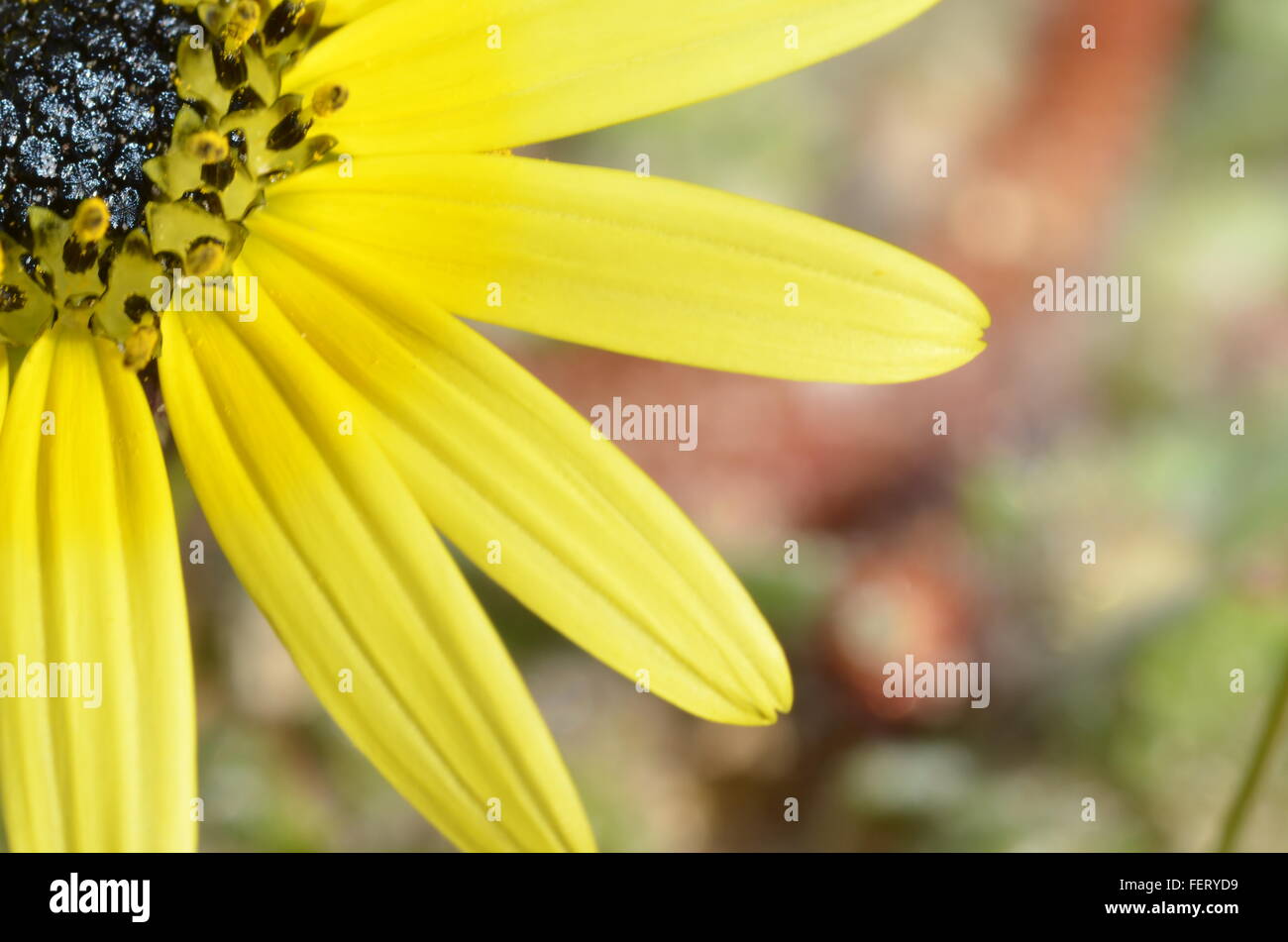African Daisy - cropped Stock Photo - Alamy