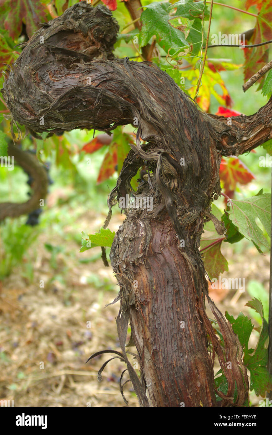 Trunk of grapevine Stock Photo - Alamy