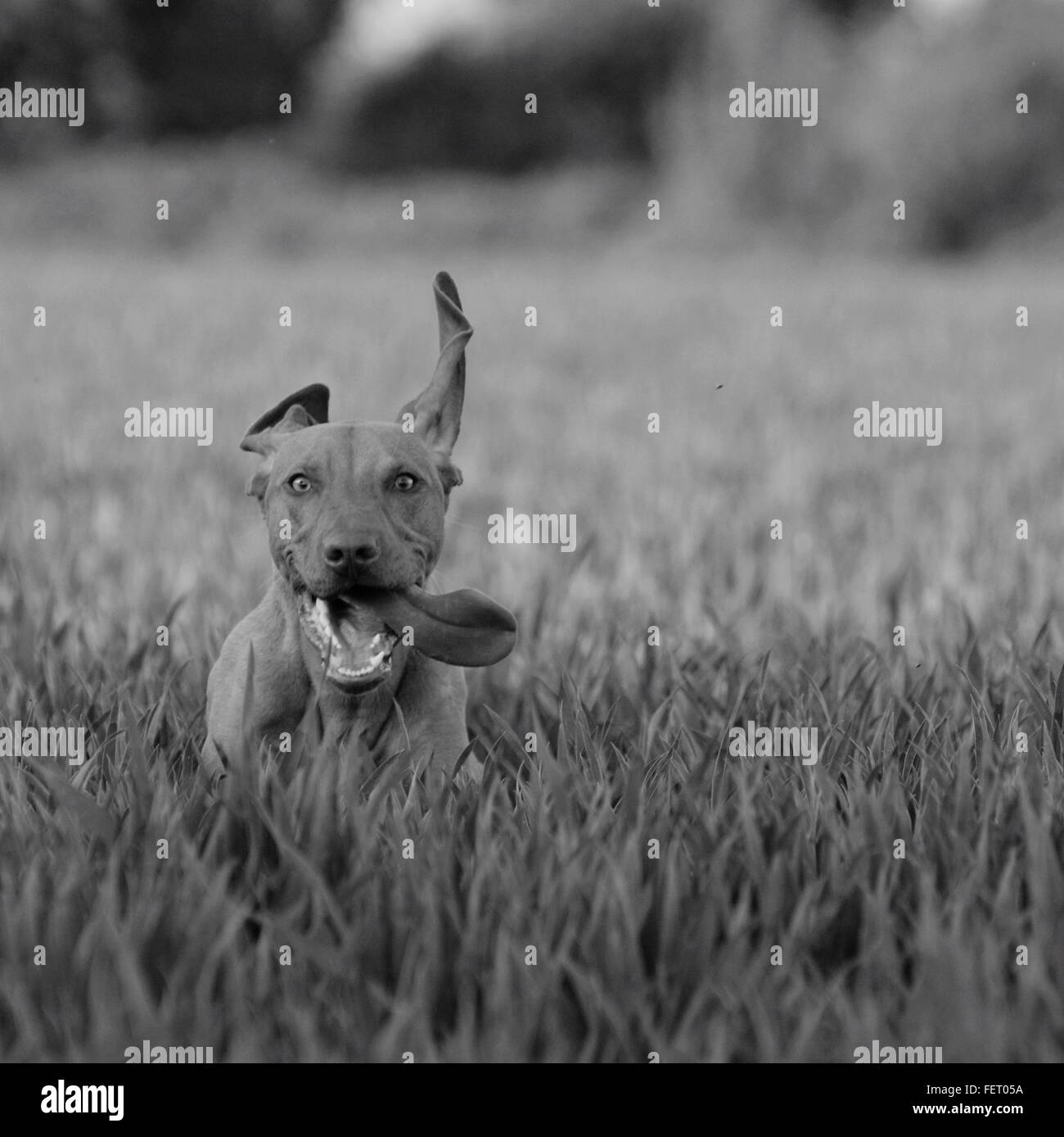 Weimaraner dog Black and White Stock Photos & Images - Alamy