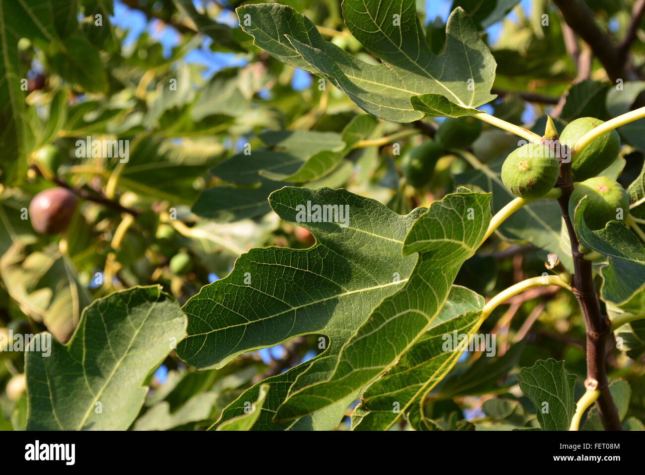Fig tree fruit hi-res stock photography and images - Alamy