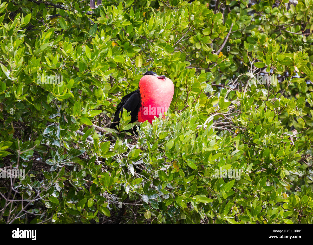 Magnificent male frigatebird (Fregata magnificens) nesting and Antigua ...
