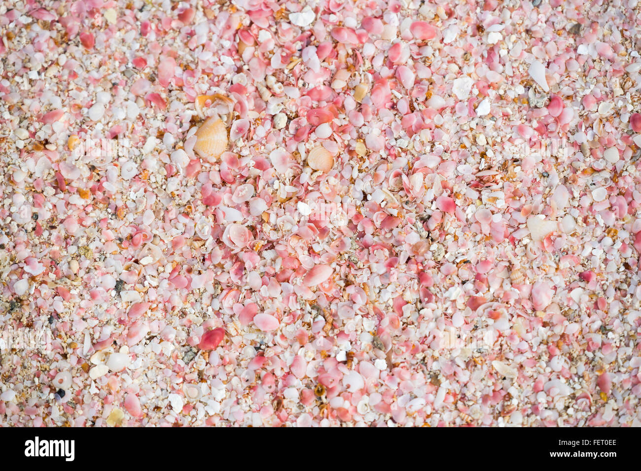 Pink shells beach hi-res stock photography and images - Alamy