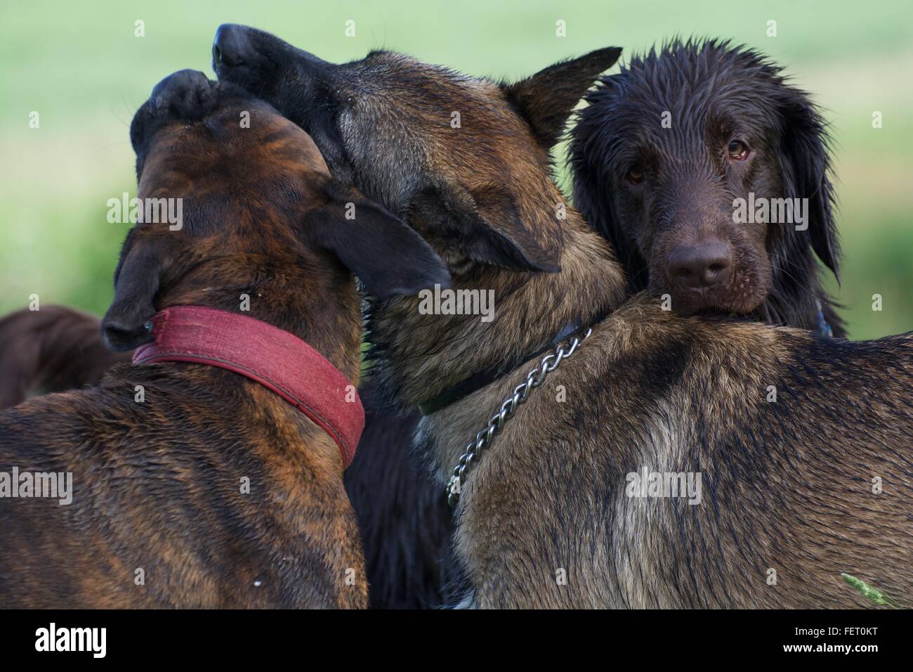 Wet dogs hi-res stock photography and images - Alamy