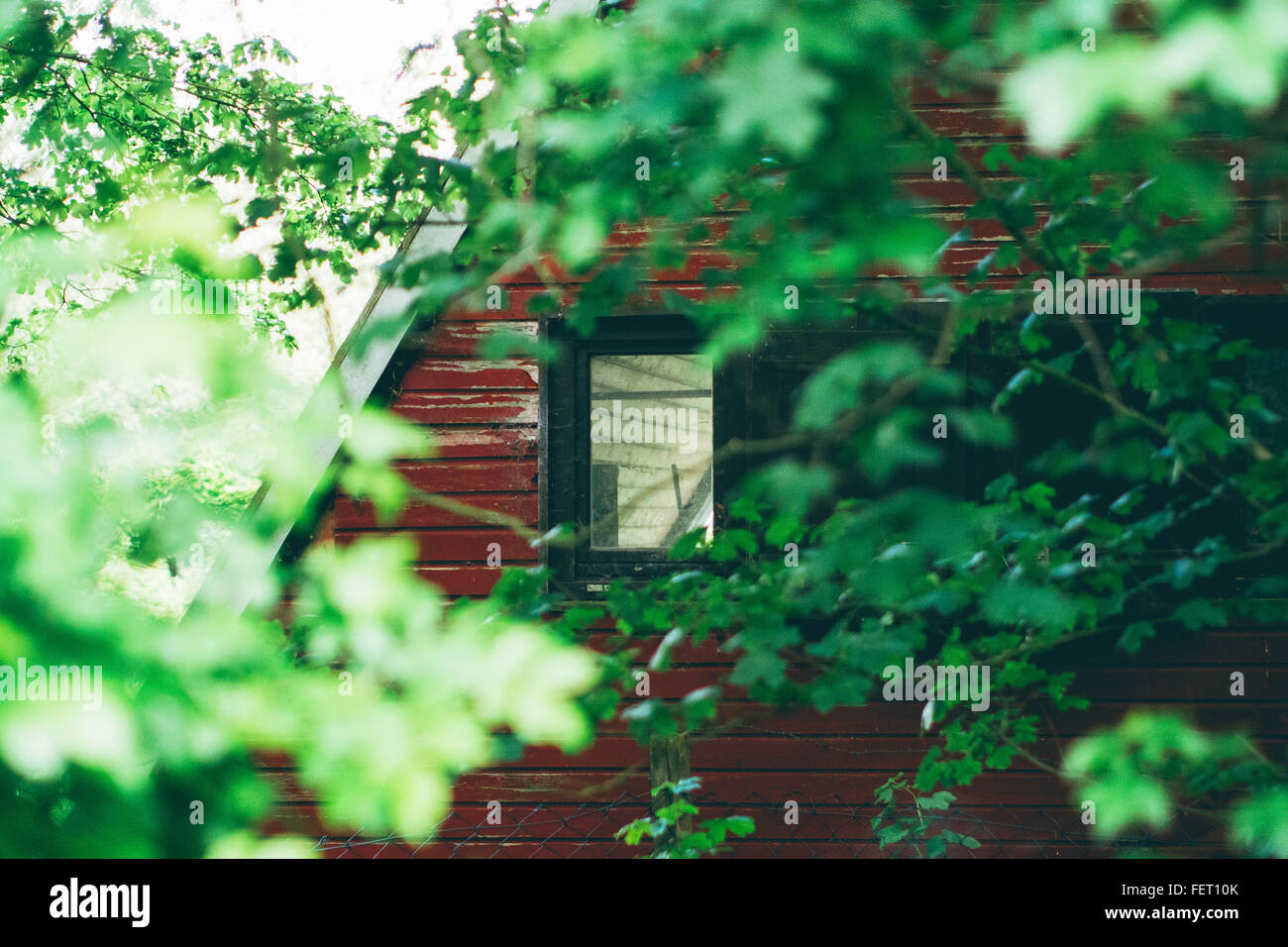 Trees Blocking View Of House Stock Photo - Alamy