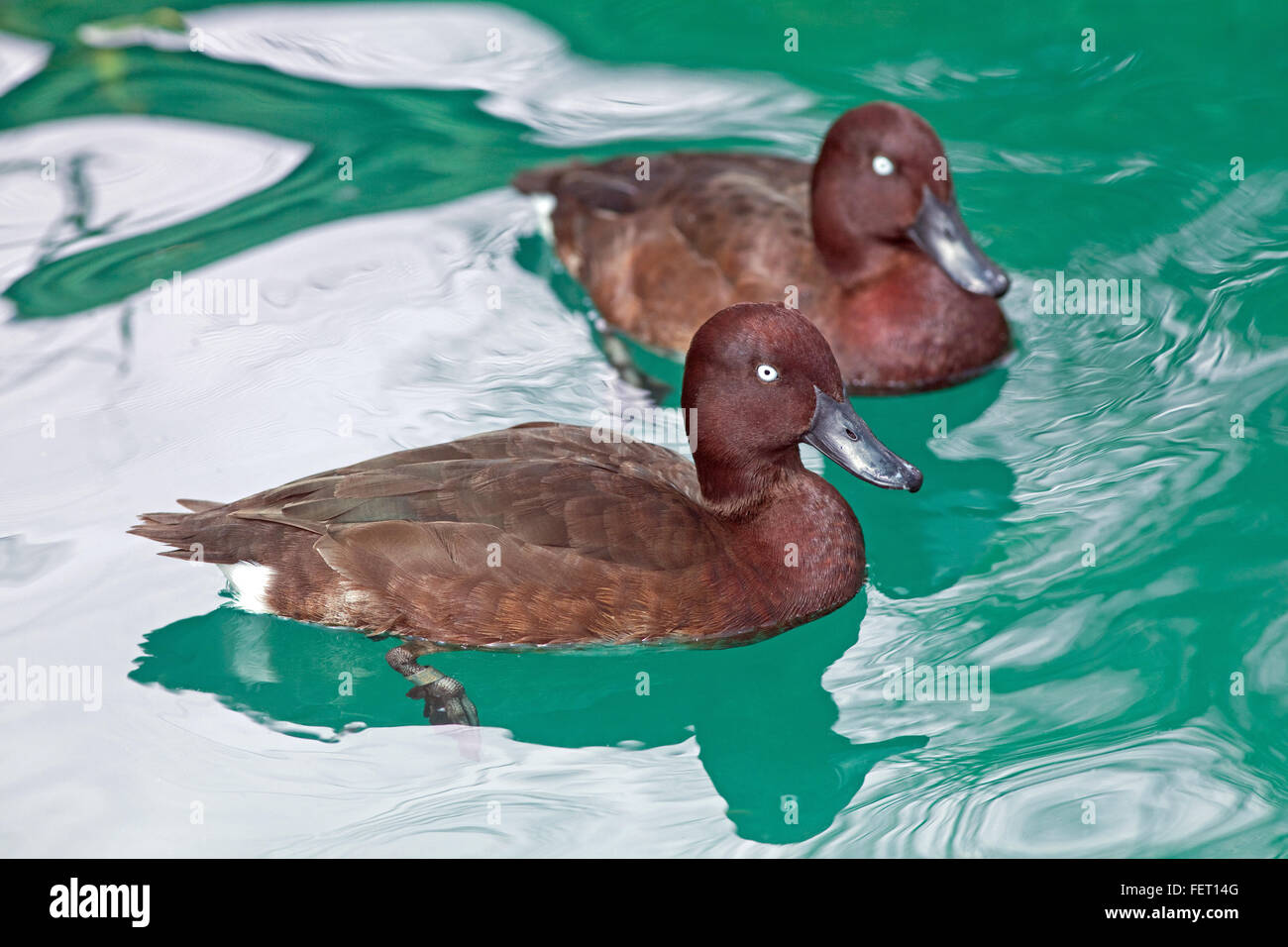 Male madagascar duck hi-res stock photography and images - Alamy