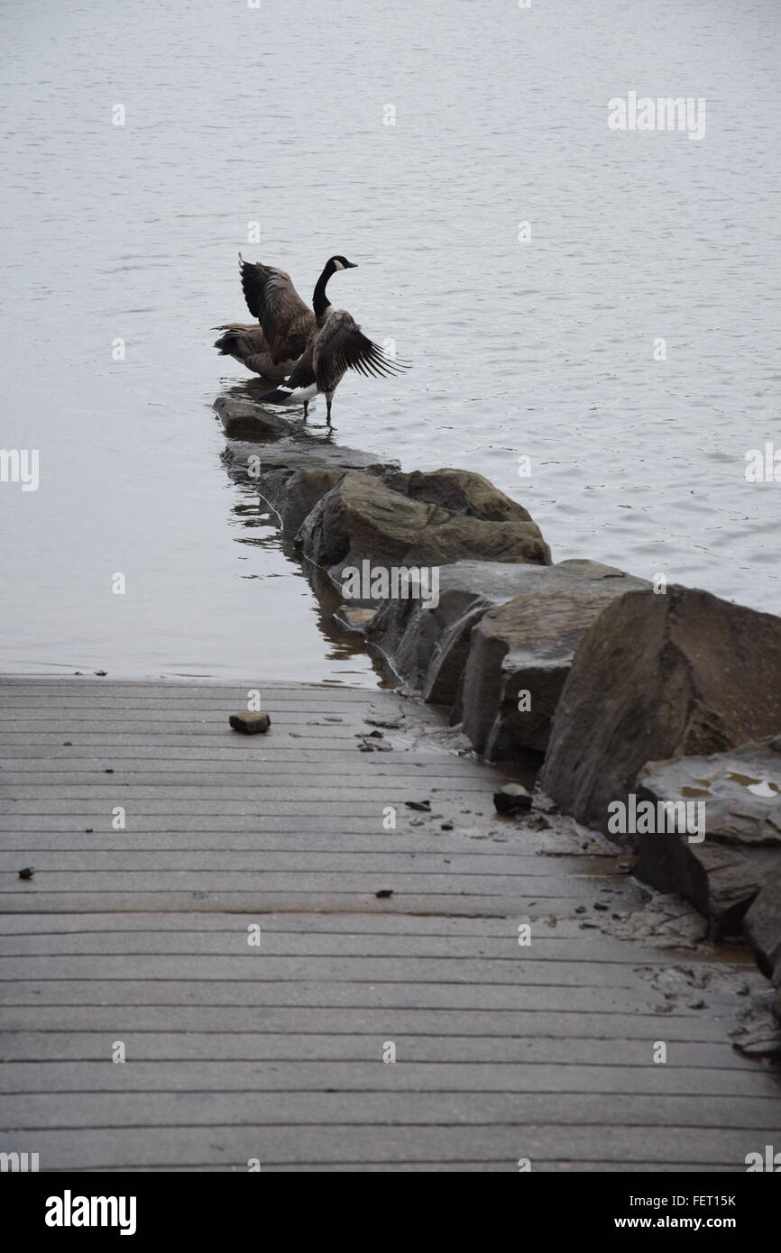 Canadian honker geese swimming in willamette river flowing through ...