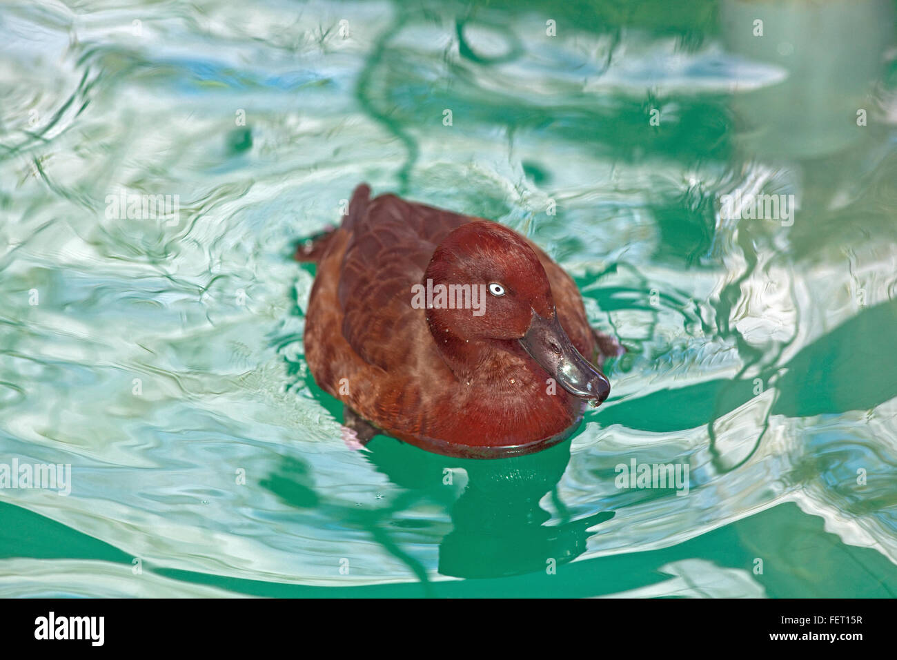 Madagascar Pochard (Aytha innotata). Male, or drake Stock Photo - Alamy