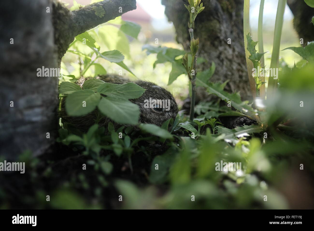 Rabbit Hiding Amongst Plants In Forest Stock Photo - Alamy
