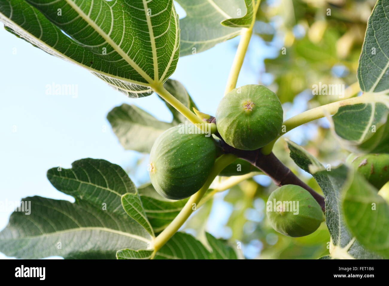 Fig tree fruit hi-res stock photography and images - Alamy