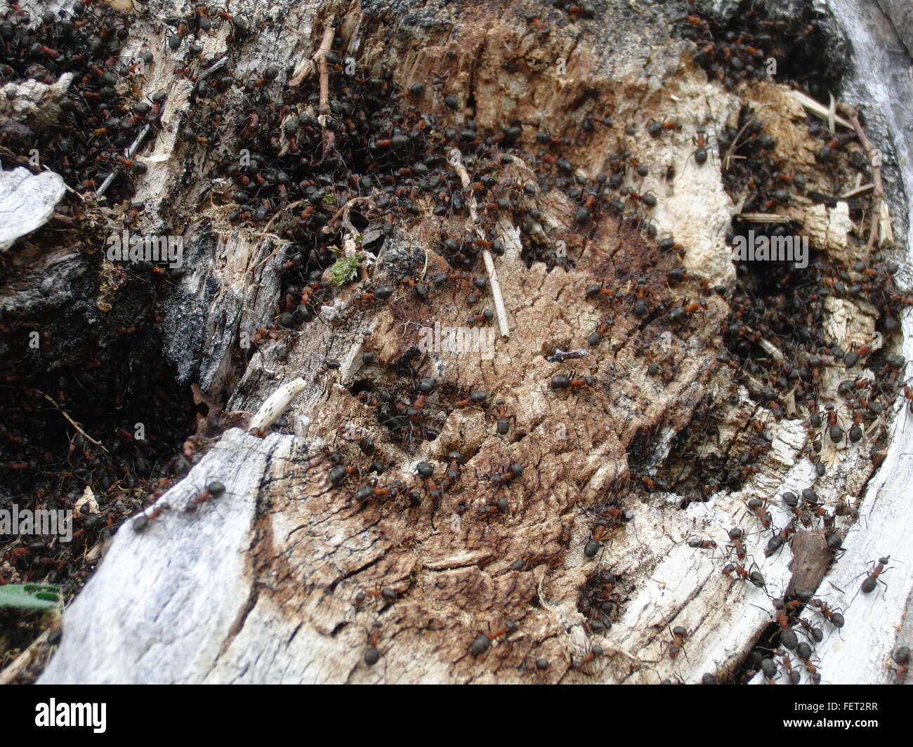 Ants in nature hi-res stock photography and images - Alamy