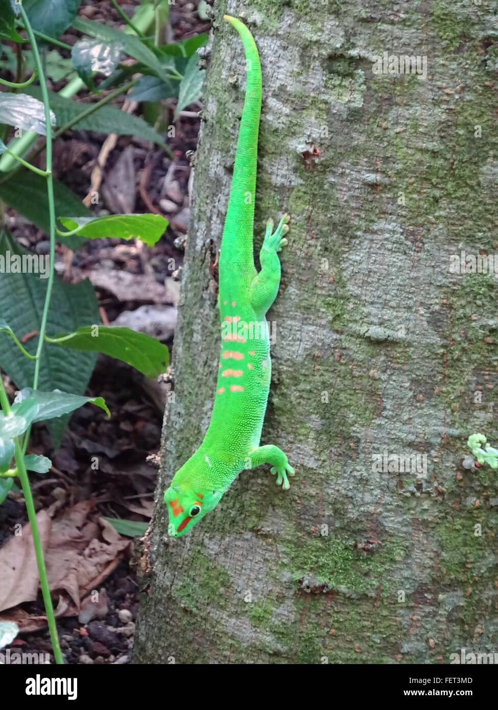 Green gecko tree hi-res stock photography and images - Alamy
