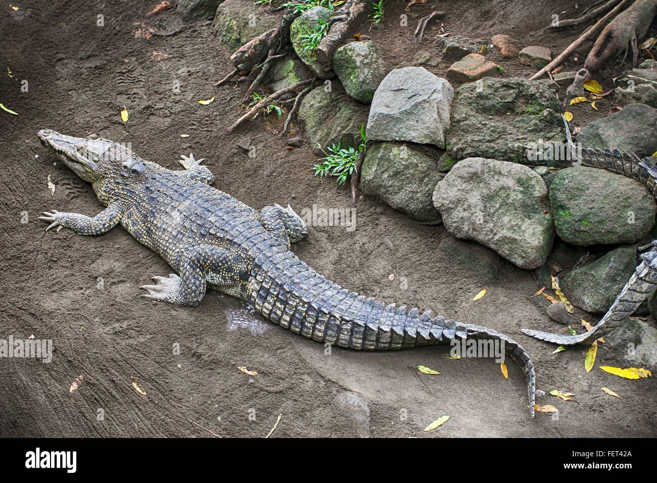 Land and animals hi-res stock photography and images - Alamy