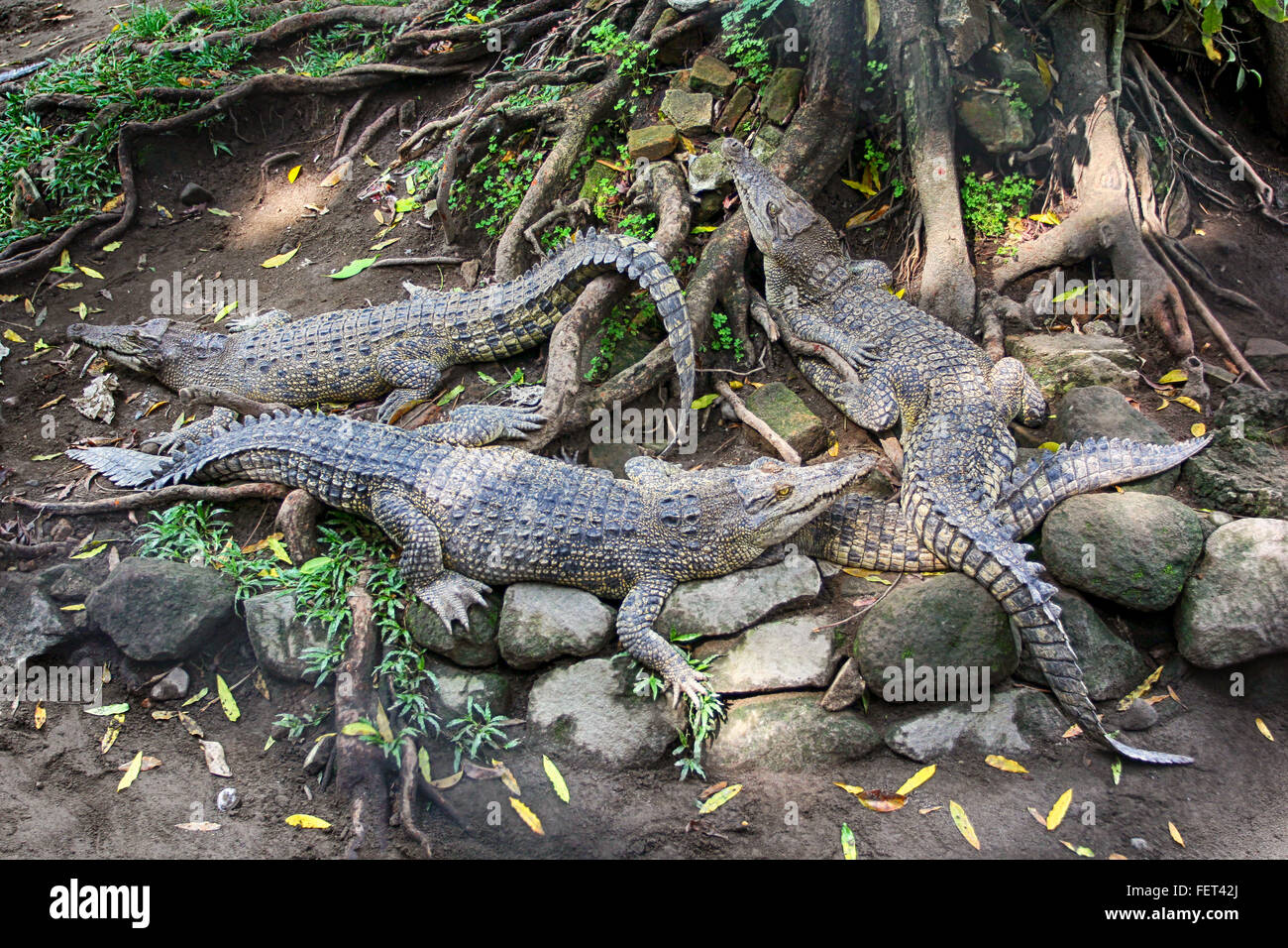 Family crocodiles hi-res stock photography and images - Alamy