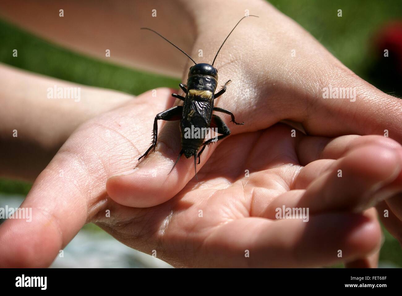 Insect in hand hi-res stock photography and images - Alamy
