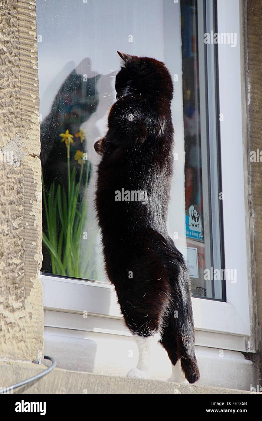 Cat Jumping In Front Of Glass Window Stock Photo - Alamy