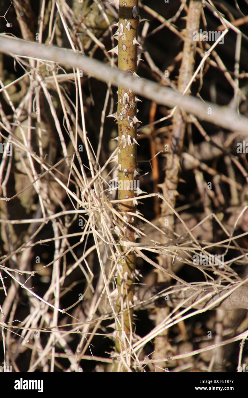 Close-Up Of Branch Stock Photo - Alamy
