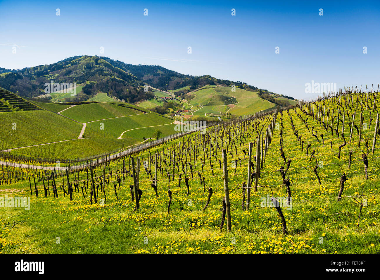 Ortenau region hi-res stock photography and images - Alamy