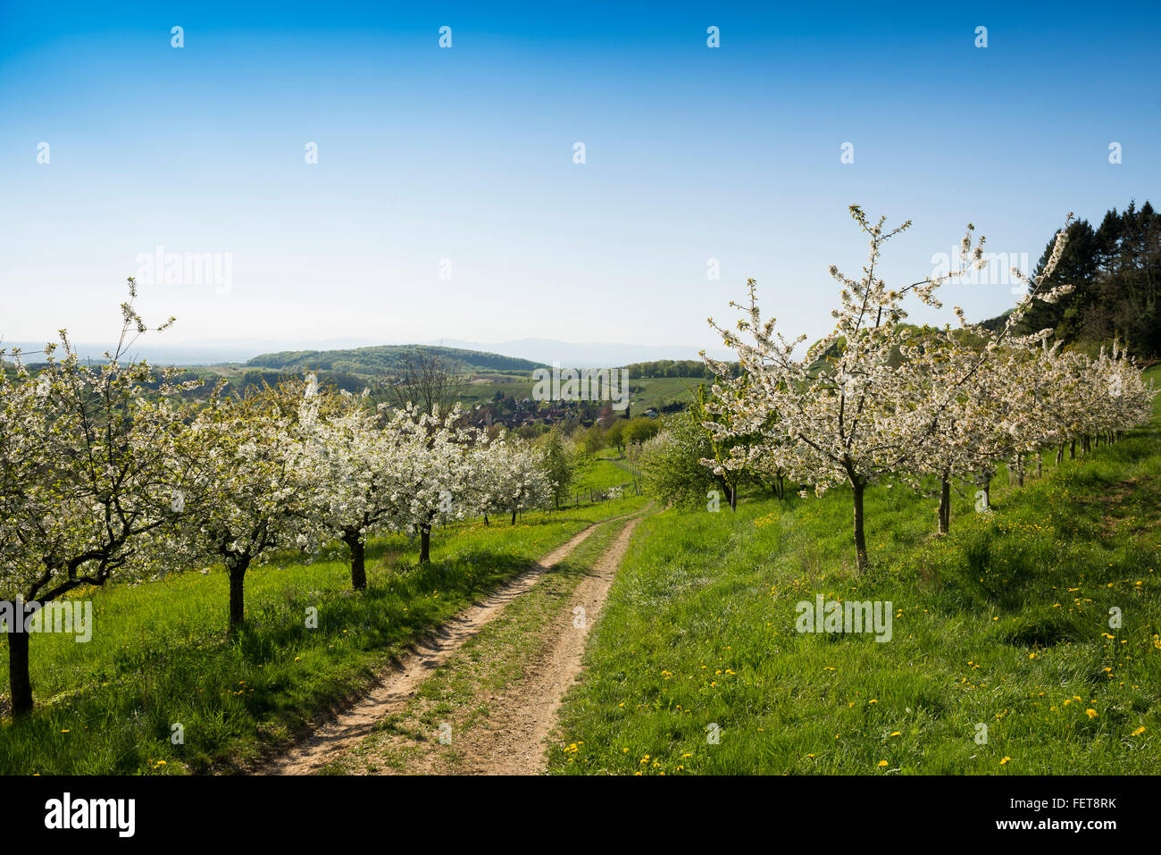 Flowering fruit trees, Schliengen, Markgräflerland, Black Forest, Baden ...